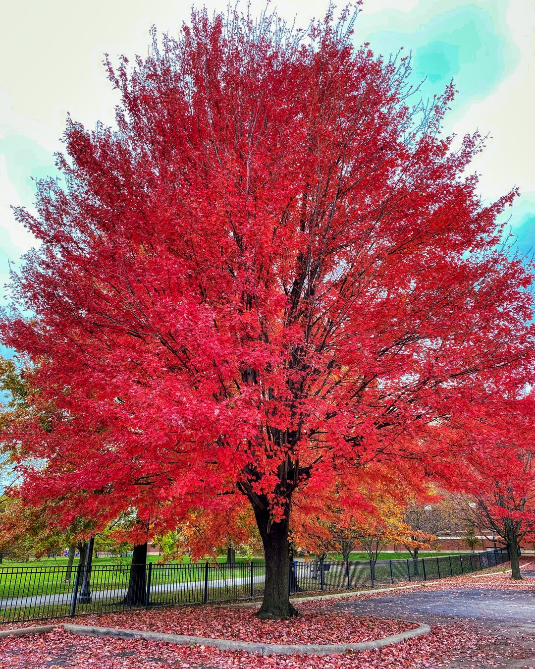The Red Tree, Fall, Foliage, Seasons of Change, Nature Photography ...