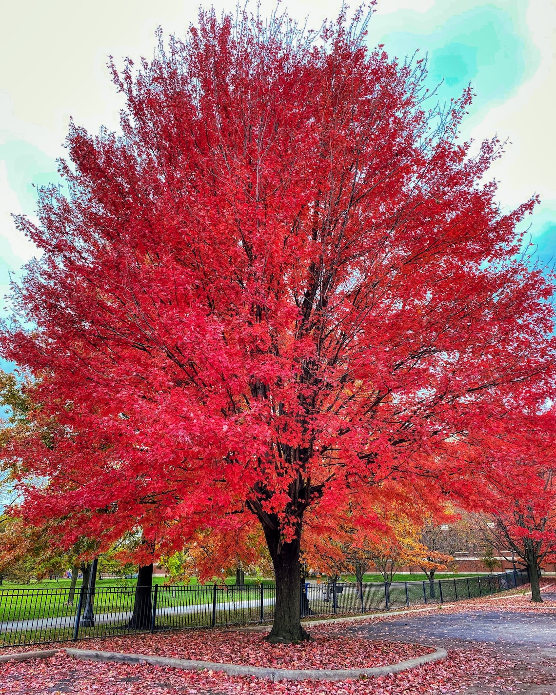 The Red Tree, Fall, Foliage, Seasons of Change, Nature Photography ...