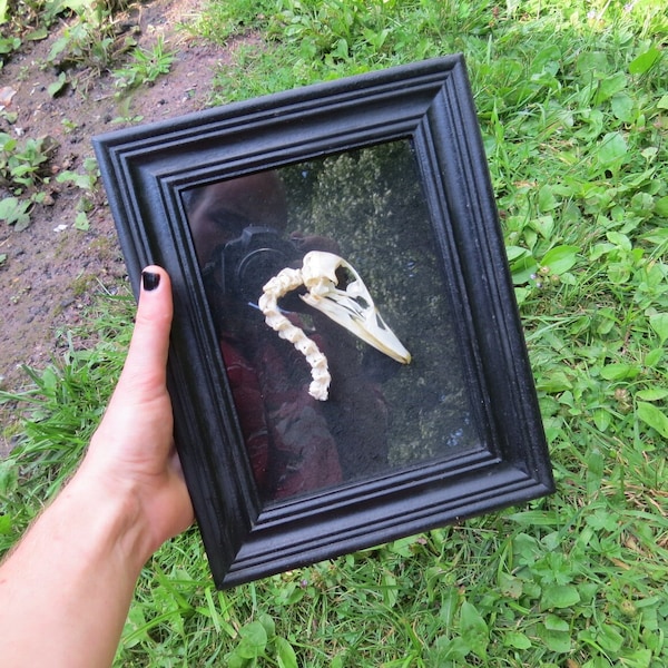 Duck Skull - Etsy