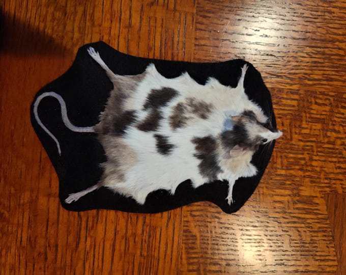 Real Taxidermy Mouse Pelt Rug - Etsy