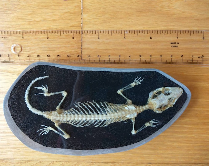 Real Articulated Leopard Gecko Skeleton in Resin - Etsy