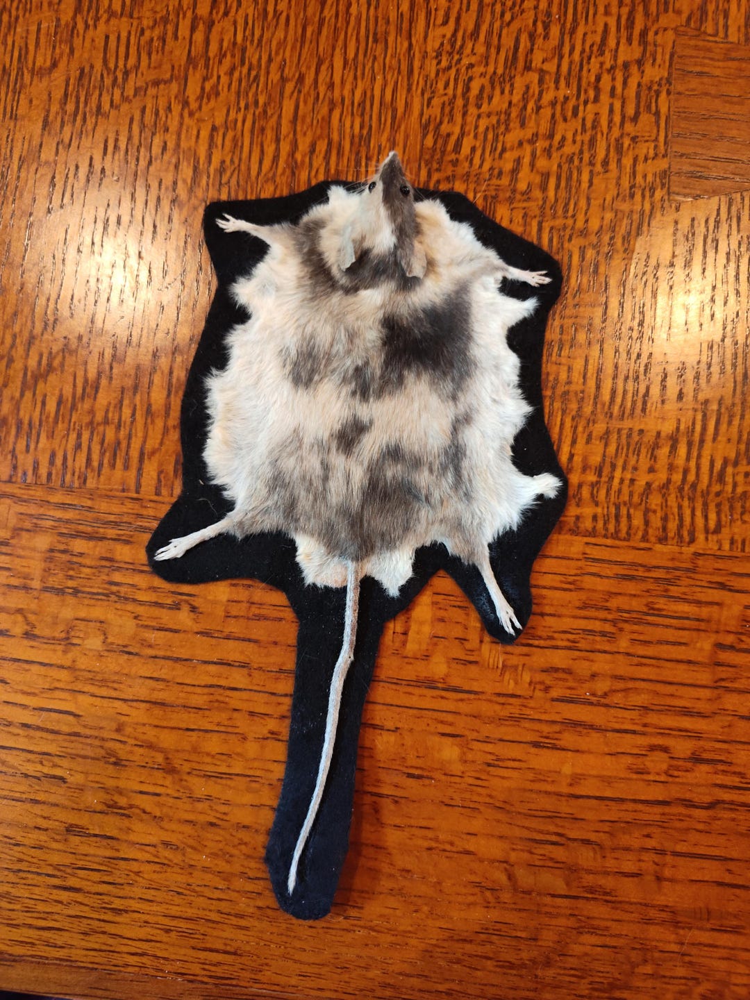 Real Taxidermy Mouse Pelt Rug - Etsy