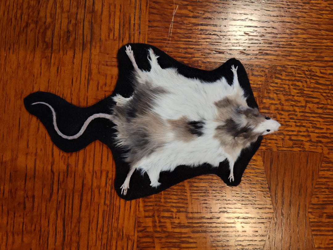 Real Taxidermy Mouse Pelt Rug - Etsy