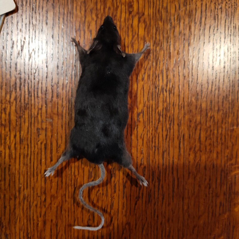 Taxidermy Rat - Etsy