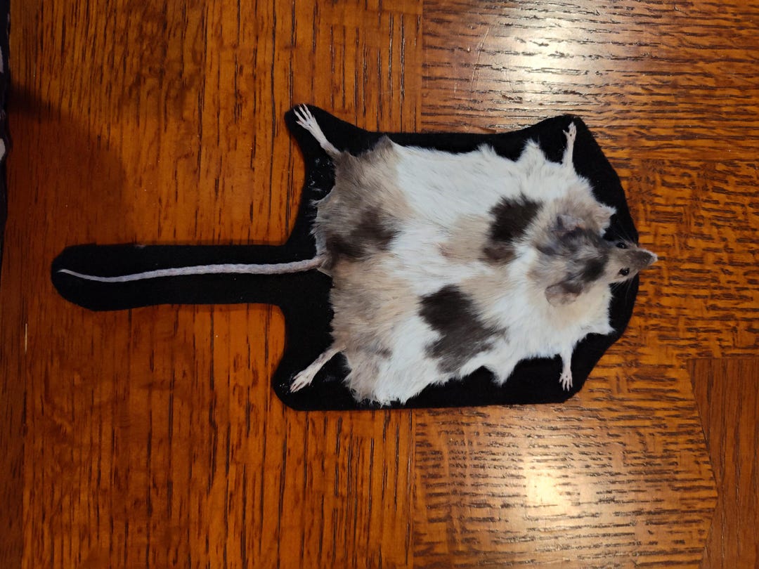 Real Taxidermy Mouse Pelt Rug - Etsy