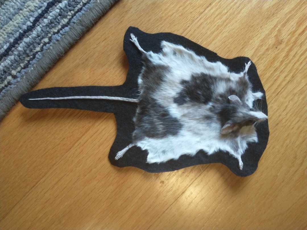 Real Taxidermy Mouse Pelt Rug - Etsy