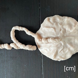 BIG Silicone Birthing Sculpture Placenta With Umbilical Cord by ...