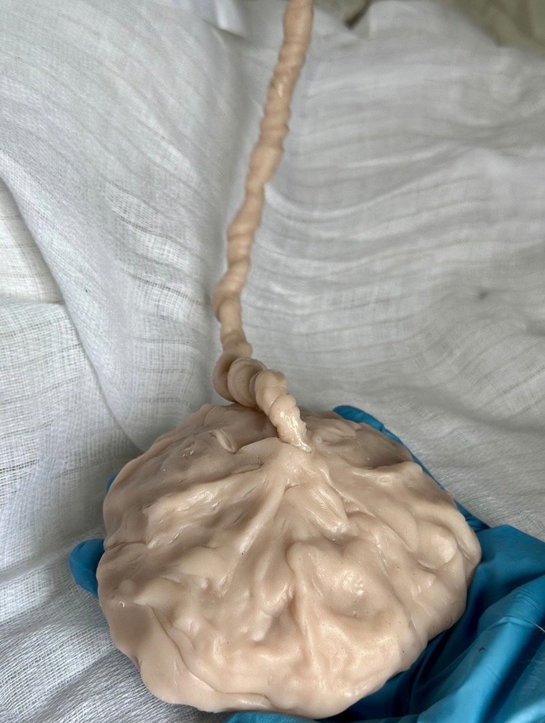 BIG Silicone Birthing Sculpture Placenta With Umbilical Cord by ...