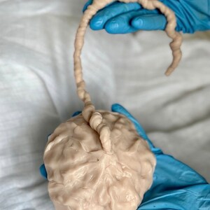 BIG Silicone Birthing Sculpture Placenta With Umbilical Cord by ...