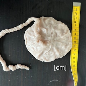 BIG Silicone Birthing Sculpture Placenta With Umbilical Cord by ...