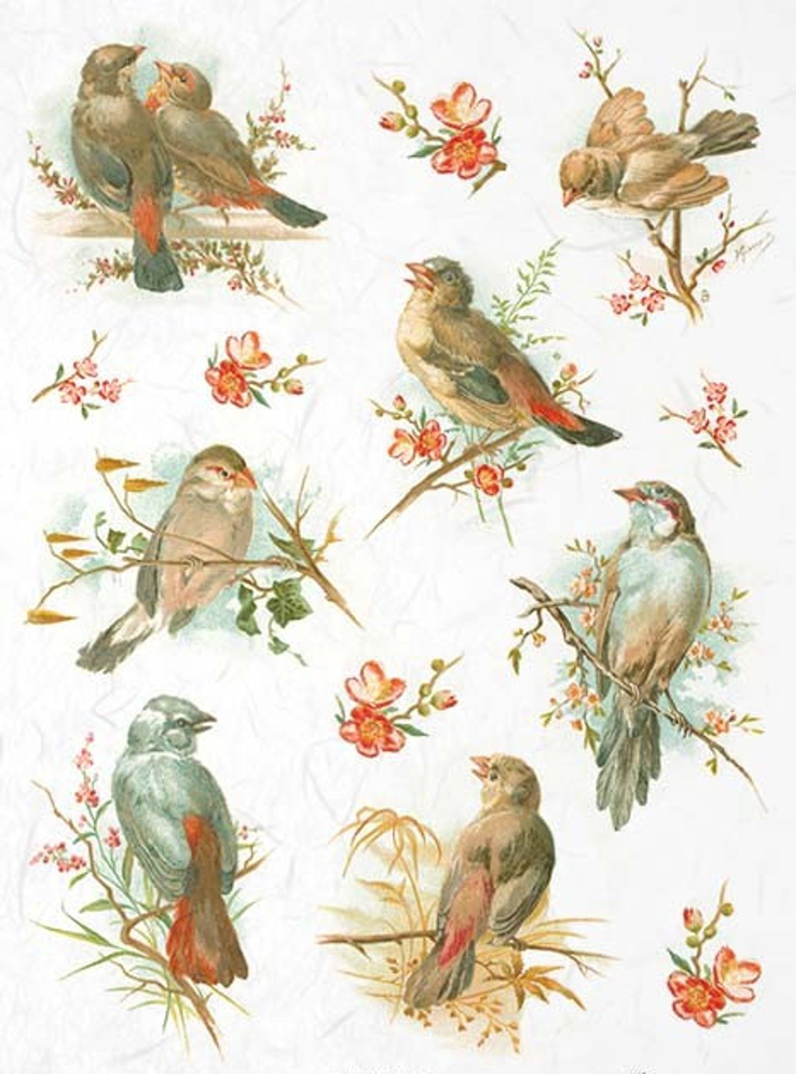 Decoupage Rice Paper BIRDS R1069 - Etsy