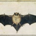 Albrecht Durer: Bat. Fine Art Print/poster. 003641 - Etsy