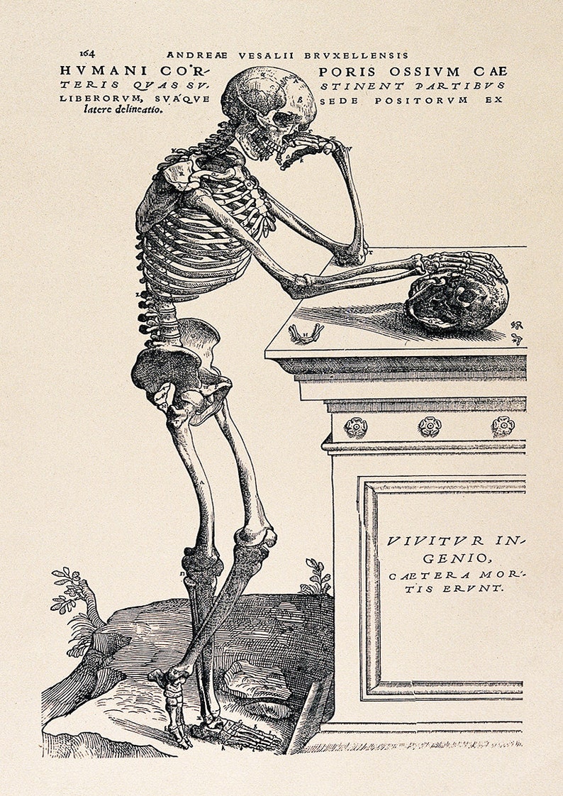 Andreas Vesalius: Human Anatomy Print Skeleton | Etsy