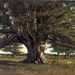 Gustave Courbet: the Oak Tree of Flagey vercingetorix. Fine Art Print ...