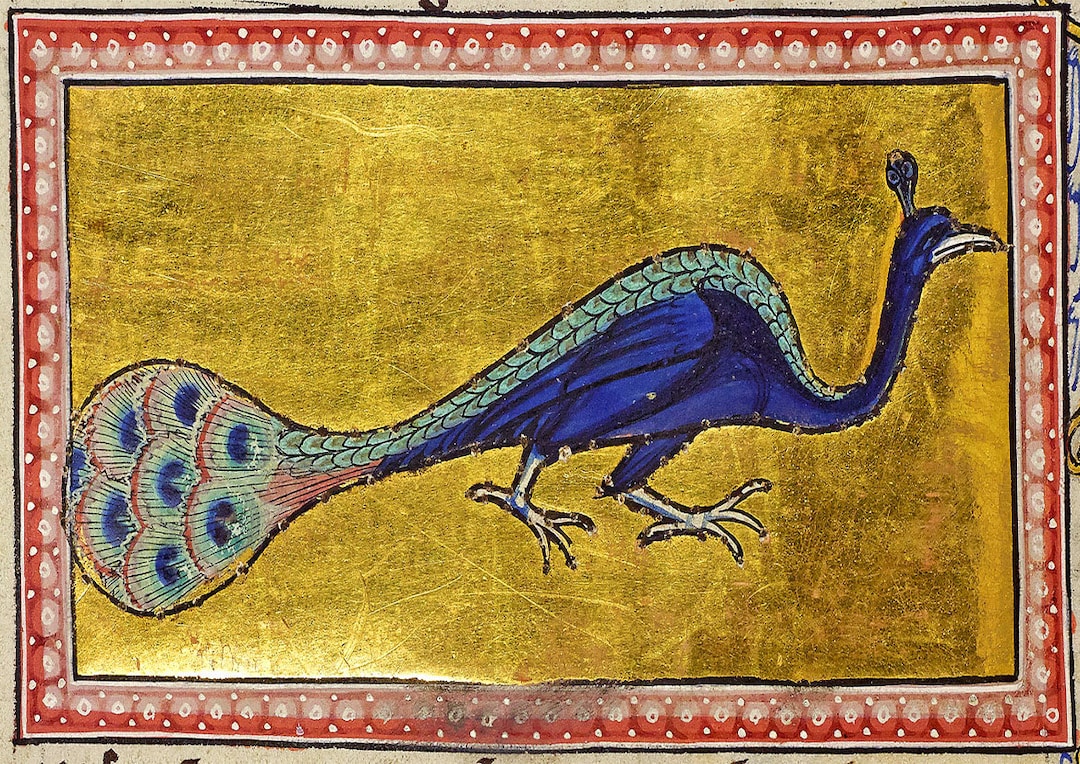 Aberdeen Bestiary: A Peacock. (12th Century Illuminated Medieval ...