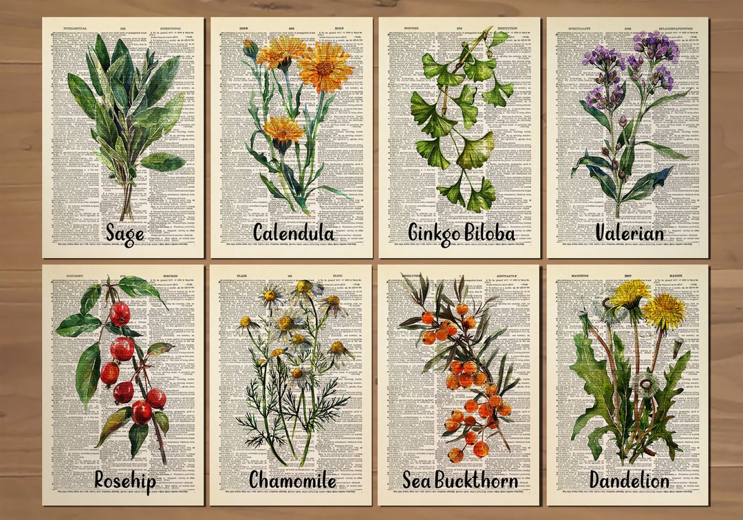 Medicinal Plants Herbs Print Set of 8 Prints Healing Flowers Art ...