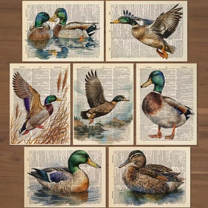 Mallard Duck Art Print Set of 7 Ducks Wall Art Ducks Painting Ducks ...
