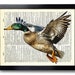 Mallard Duck Art Print Set of 7 Ducks Wall Art Ducks Painting Ducks ...