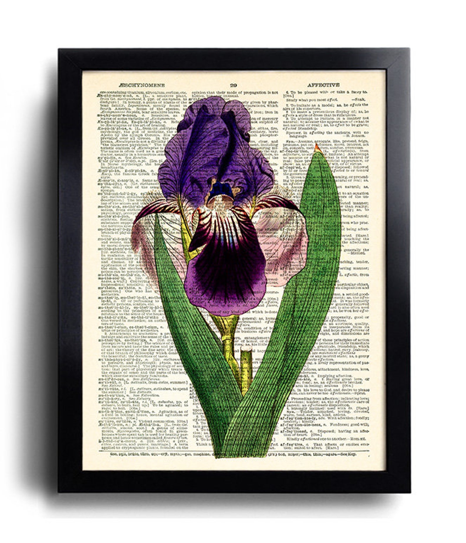 Flower Iris Art Print Vintage Book Page Print Upcycled Vintage ...