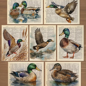 Mallard Duck Art Print Set of 7 Ducks Wall Art Ducks Painting Ducks ...