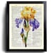 Iris Flower Print Set of 5 Iris Flowers Wall Art Iris Poster Iris Print ...