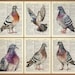 Pigeon Print Set of 6 Pigeon Poster Pigeon Bird Print Pigeon Wall Art ...