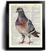 Pigeon Print Set of 6 Pigeon Poster Pigeon Bird Print Pigeon Wall Art ...