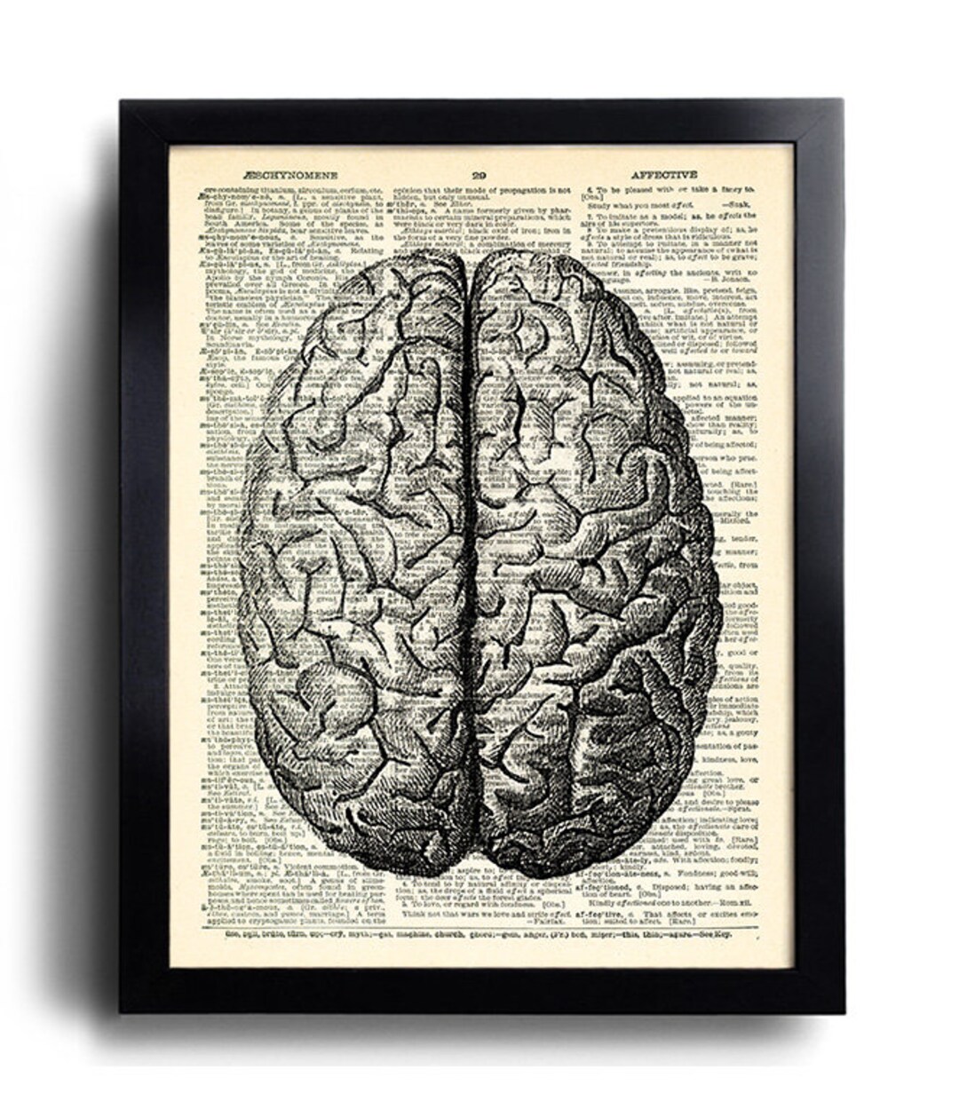 Brain Human Anatomy Anatomical Brain Dictionary Art Print, Anatomy ...