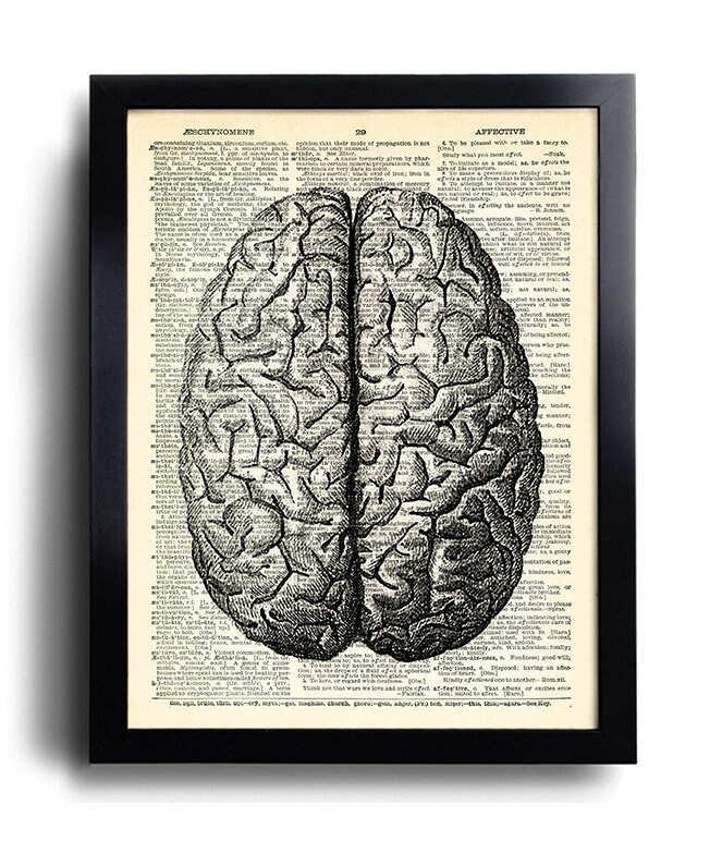 Brain Human Anatomy Anatomical Brain Dictionary Art Print - Etsy