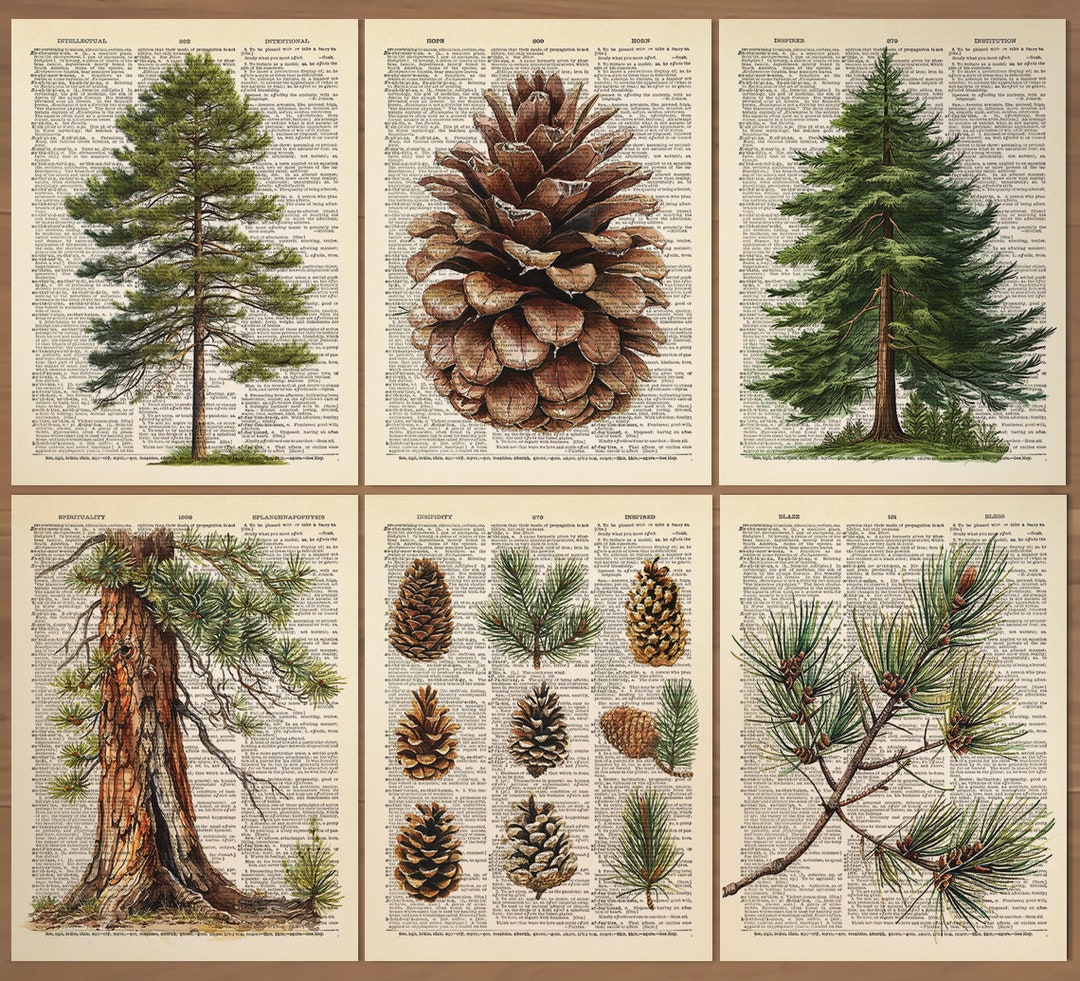 Pine Cone Print Pine Tree Print Set of 6 Pine Poster Forest Art Country ...