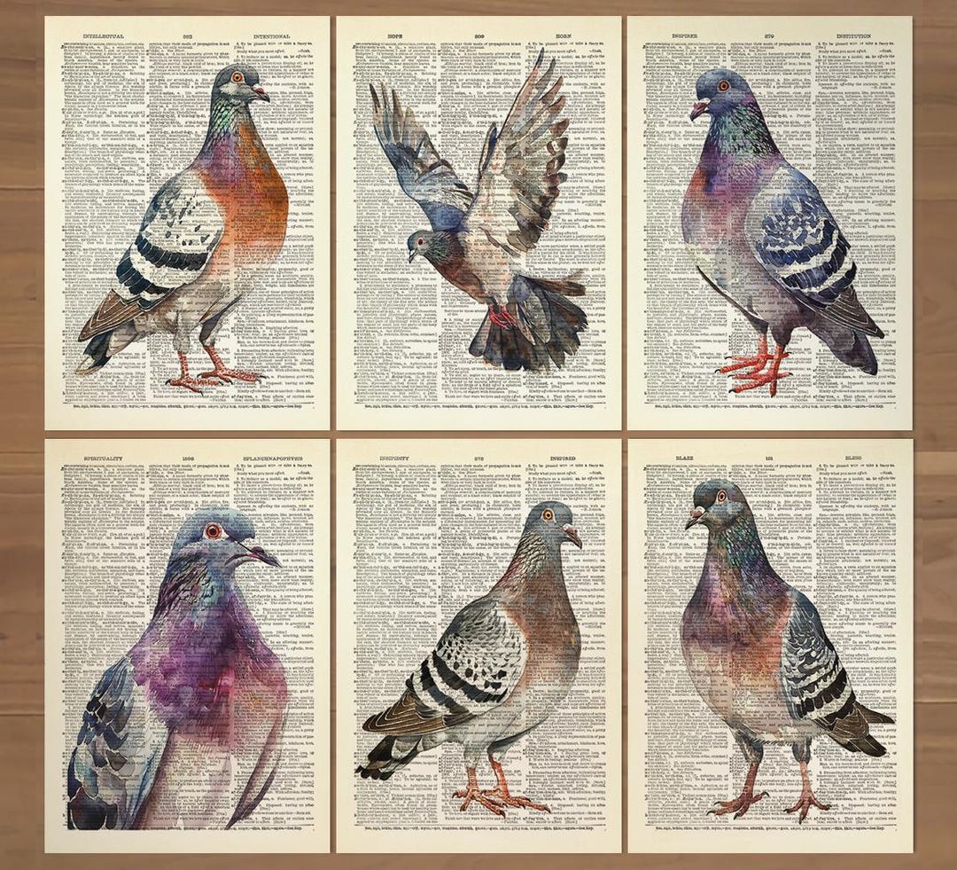 Pigeon Print Set of 6 Pigeon Poster Pigeon Bird Print Pigeon Wall Art ...