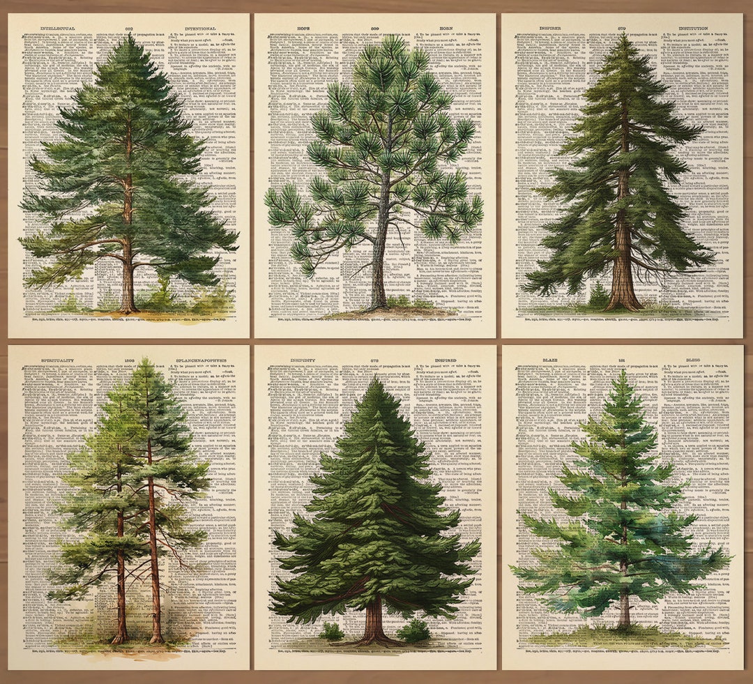 Pine Tree Print Set of 6 Pine Tree Poster Forest Art Pine Tree Branch ...