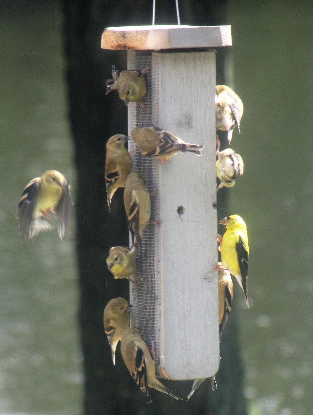 Thistle Feeder, Golden Finch, Chickadee, Sunflower Kernels, Present ...