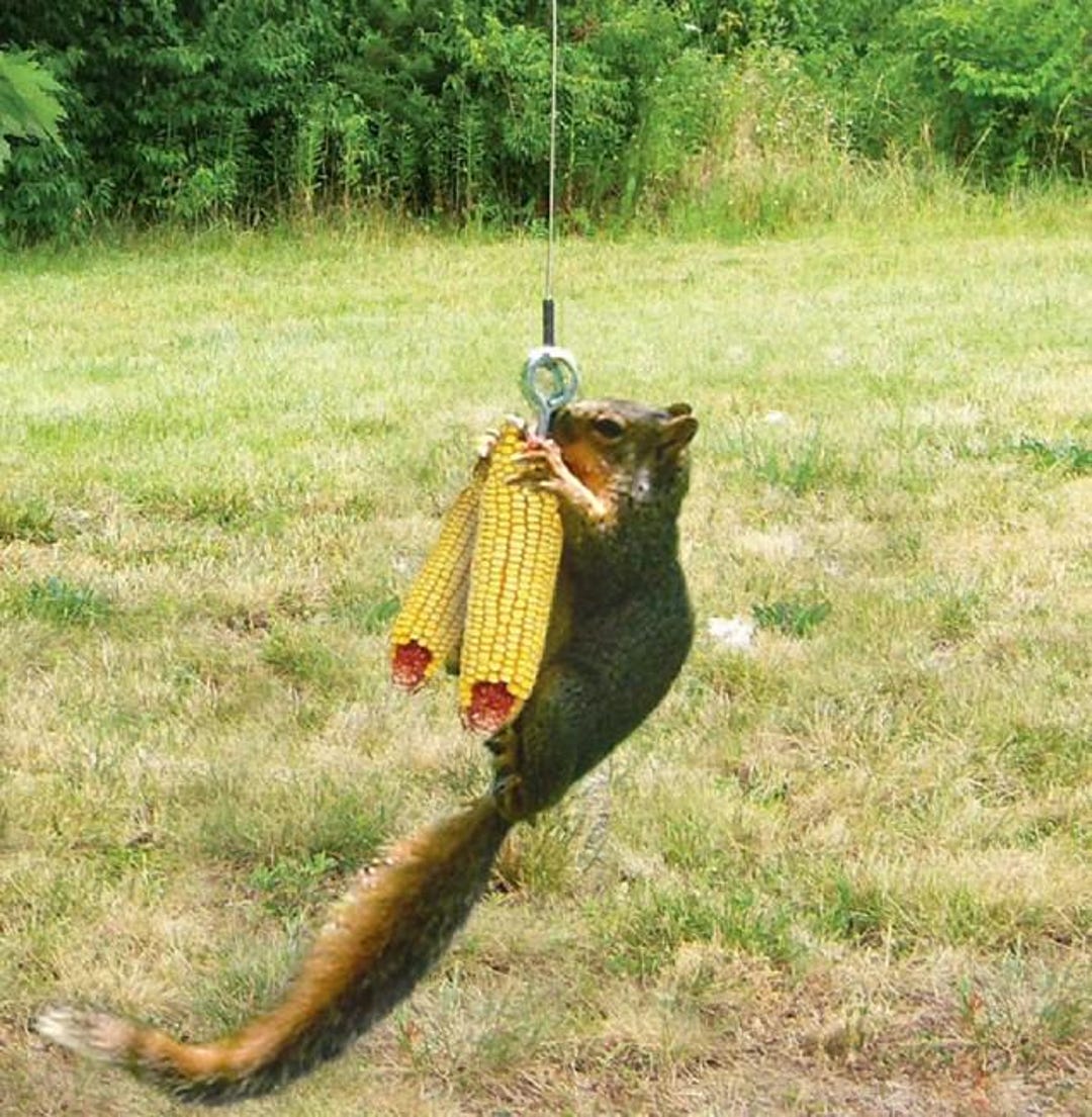 Bungee Squirrel Feeder – Fun Outdoor Feeder for Corn Cobs | Great Gift ...