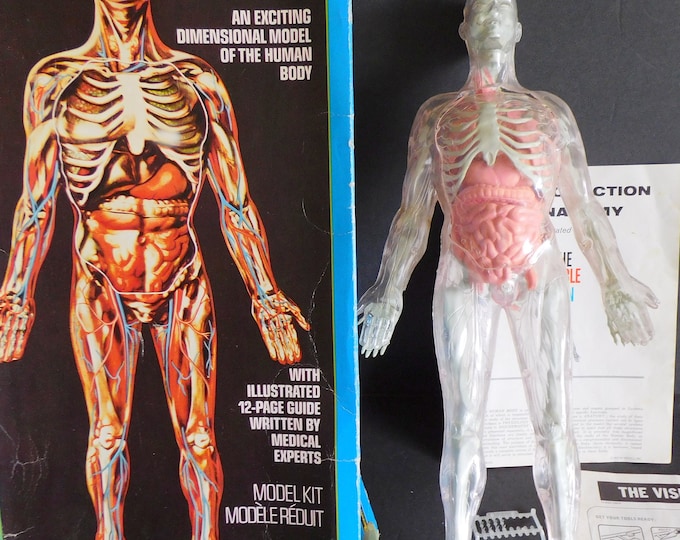 Revell the Invisible Man, Anatomy Model Kit, Human Body Model, Human ...