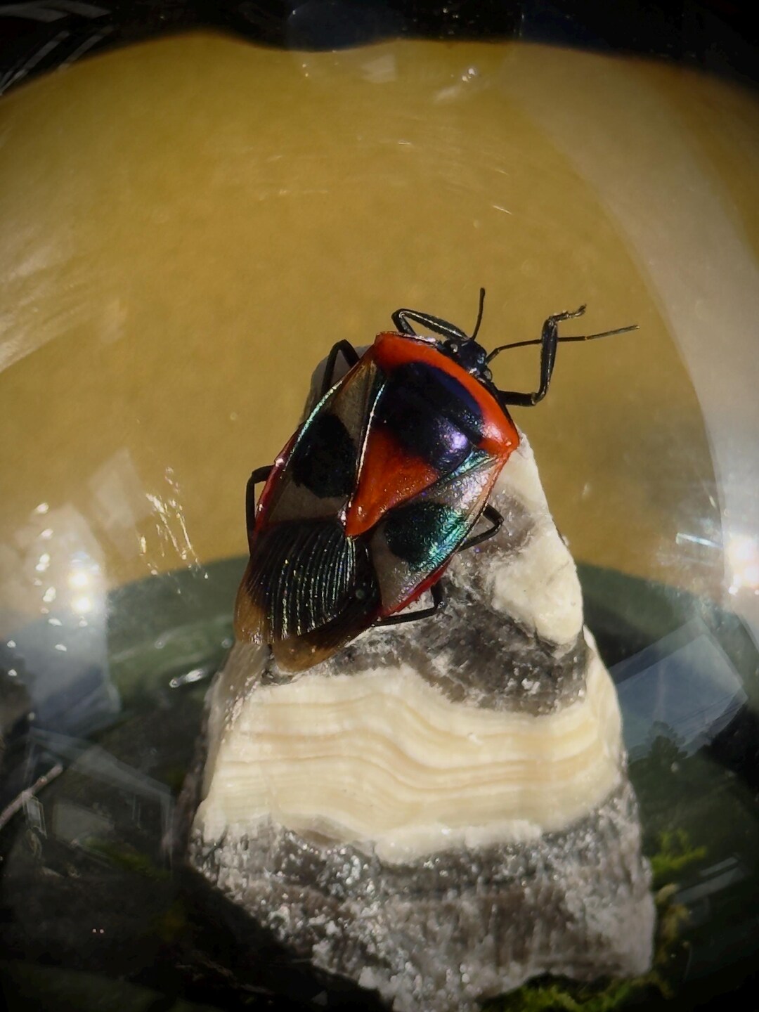 Man Faced Shield Bug in Glass Cloche - Etsy