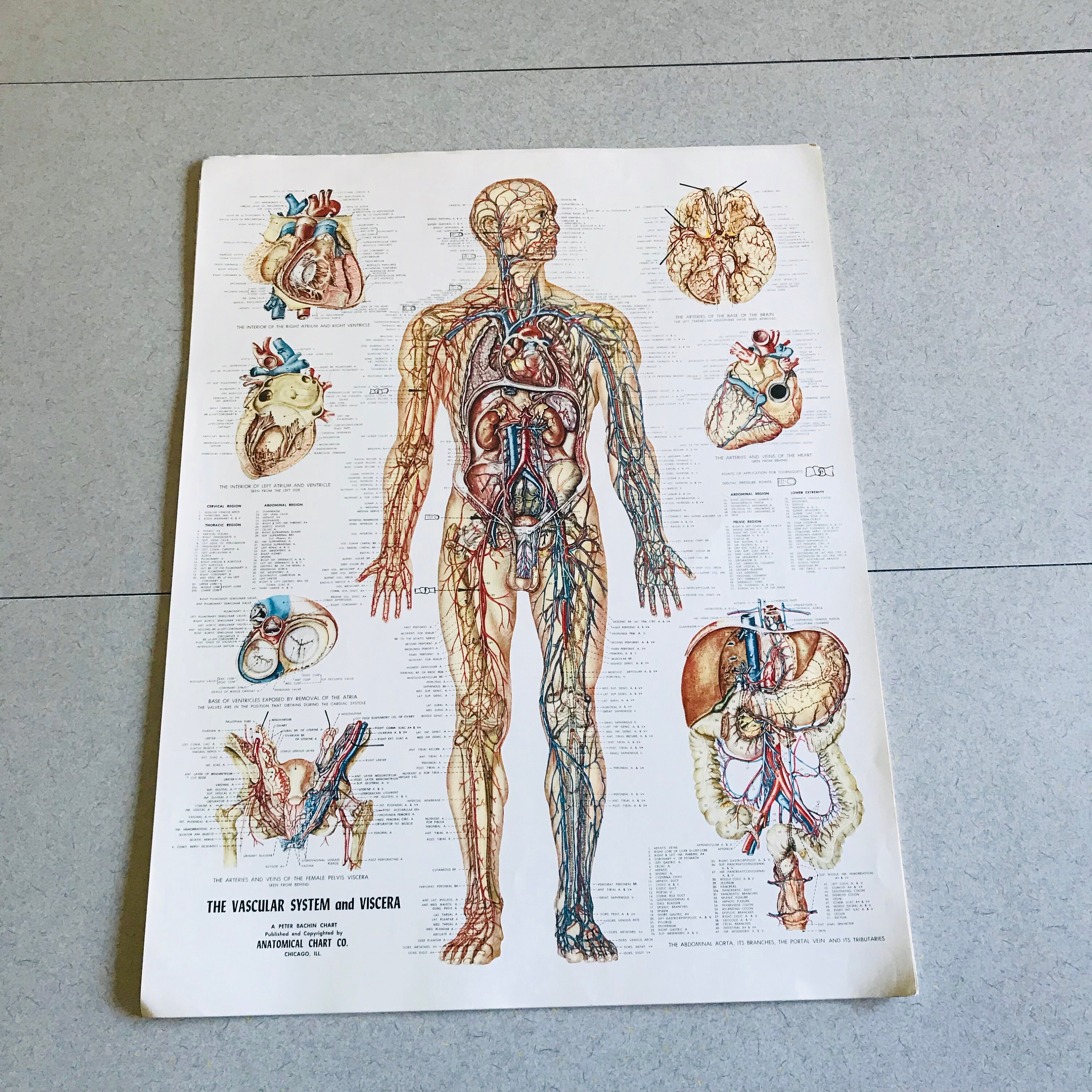 Female Medical Body Chart