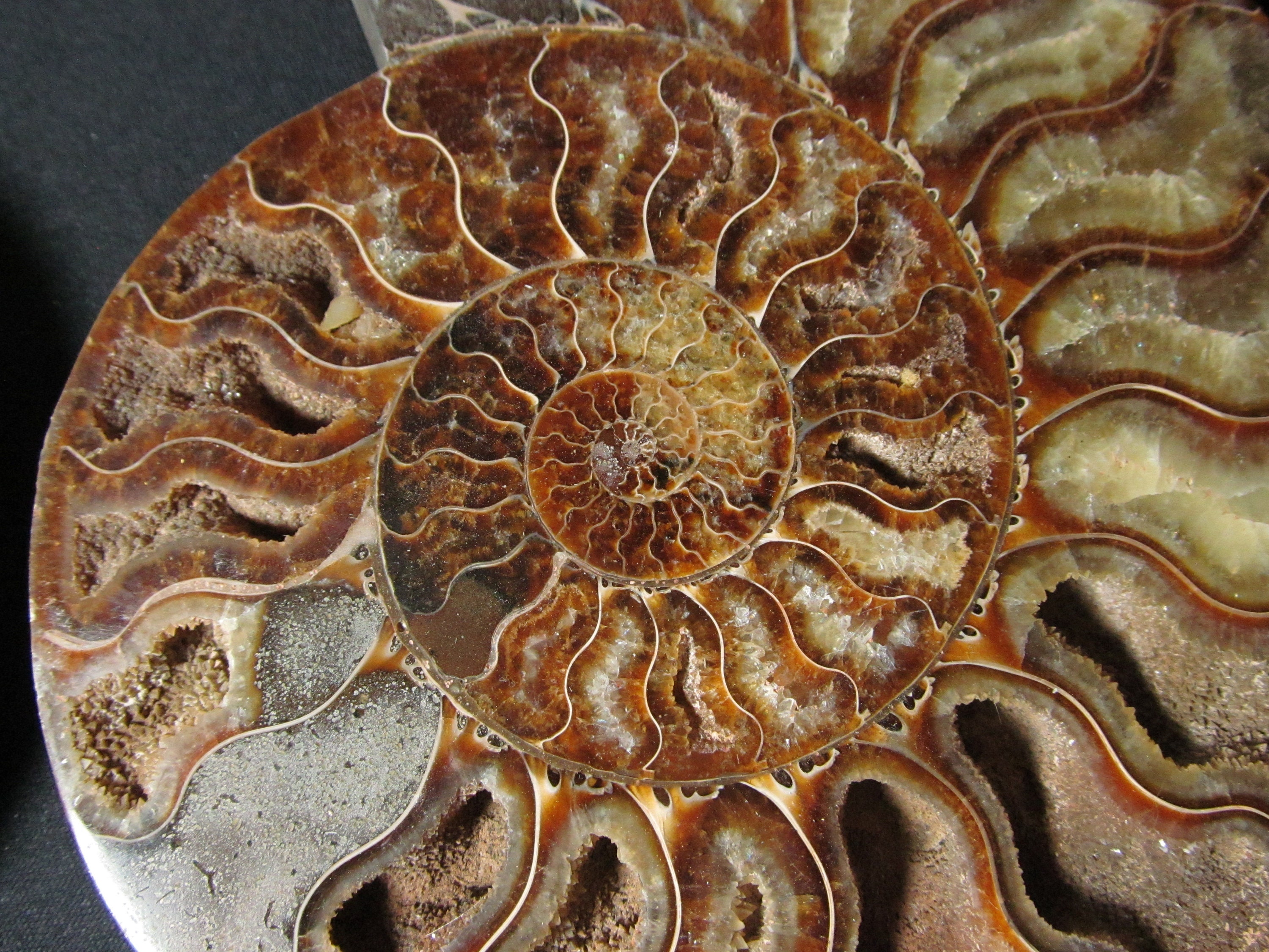 Large Fossil Ammonite Pair Madagascar Fossil Cephalopod | Etsy