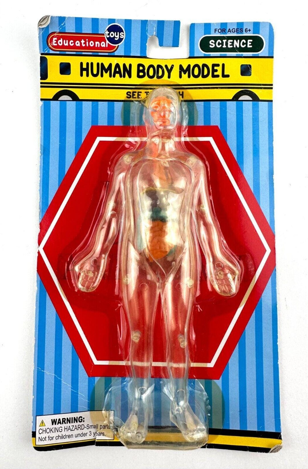 Human Body Model Figure Anatomy 6 Pc -body Greenbrier International ...