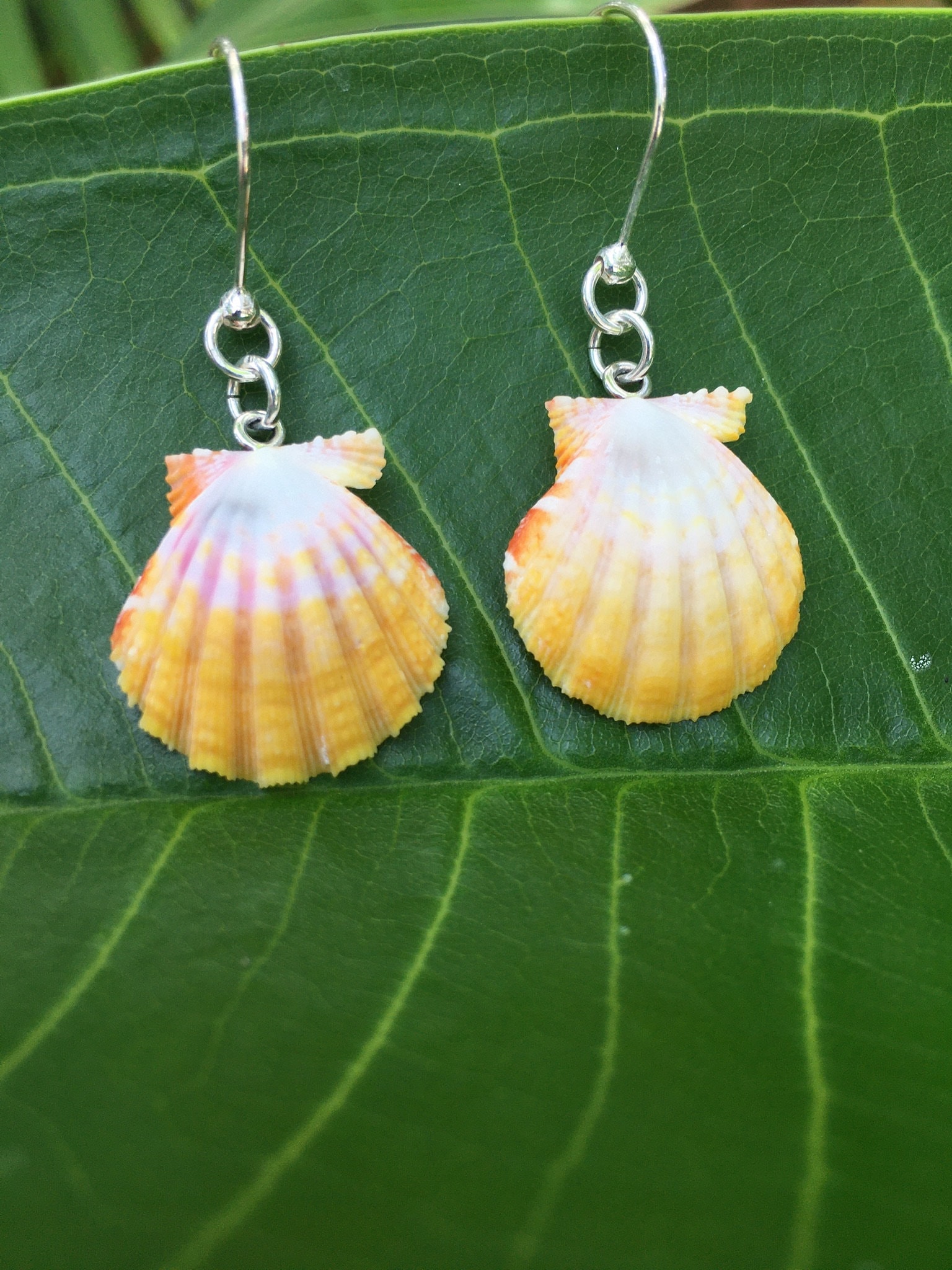 Sunrise Shell Earrings, Sterling Silver Earwire - Etsy