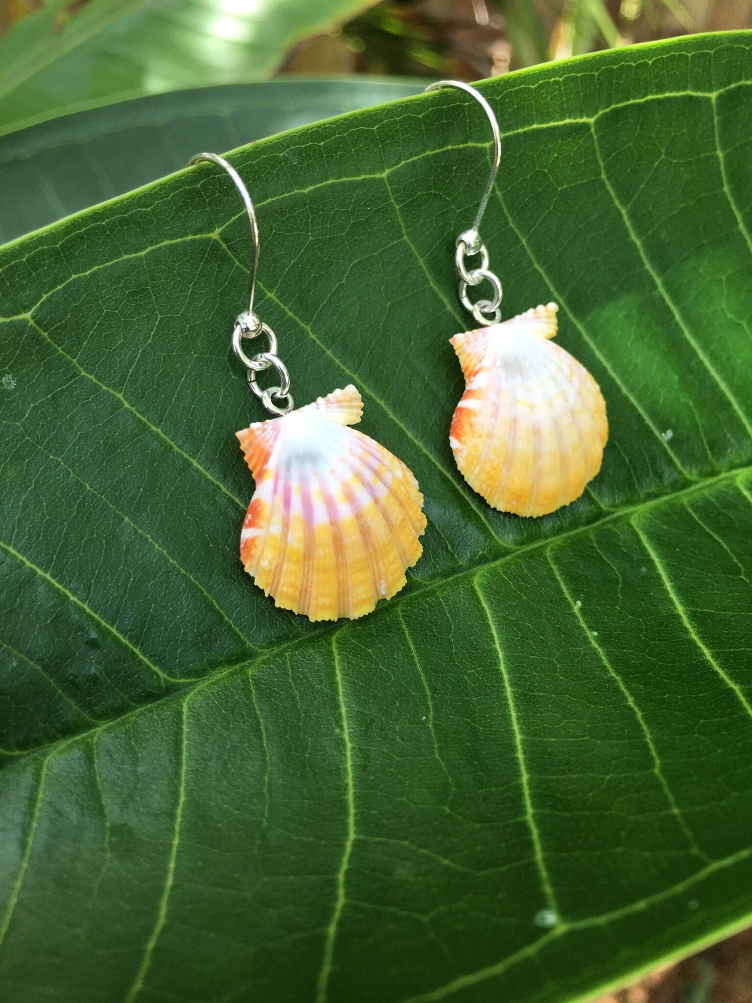 Sunrise Shell Earrings, Sterling Silver Earwire - Etsy