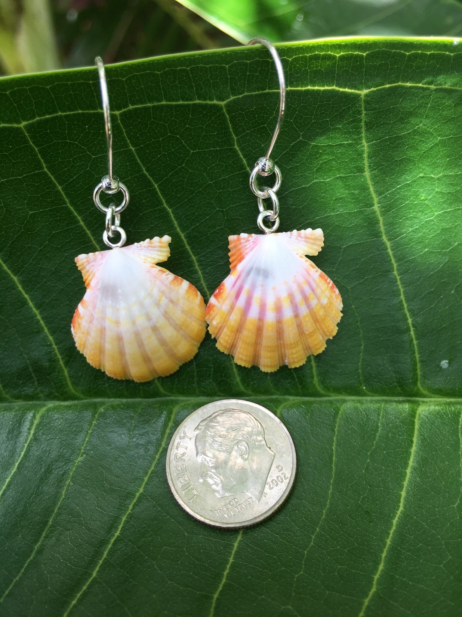 Sunrise Shell Earrings, Sterling Silver Earwire - Etsy