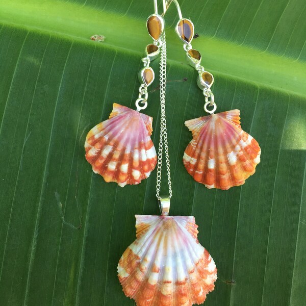 Sunrise Shell - Etsy