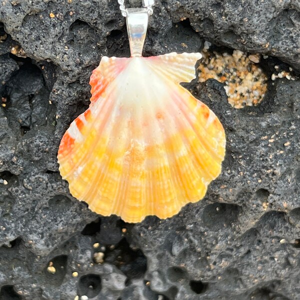 Sunrise Shell - Etsy