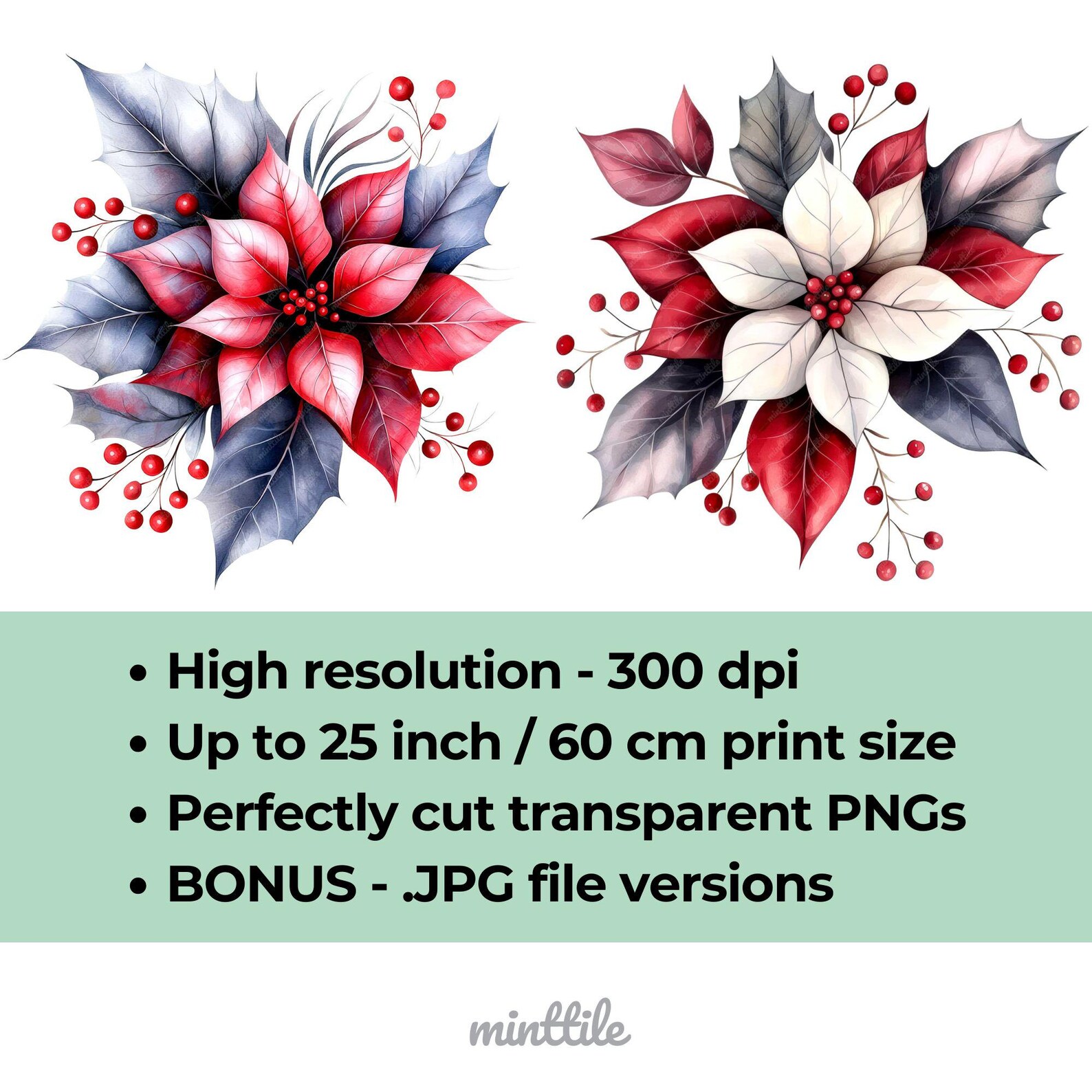 10 High-resolution Poinsettia Clipart for Christmas | PNG Transparent ...