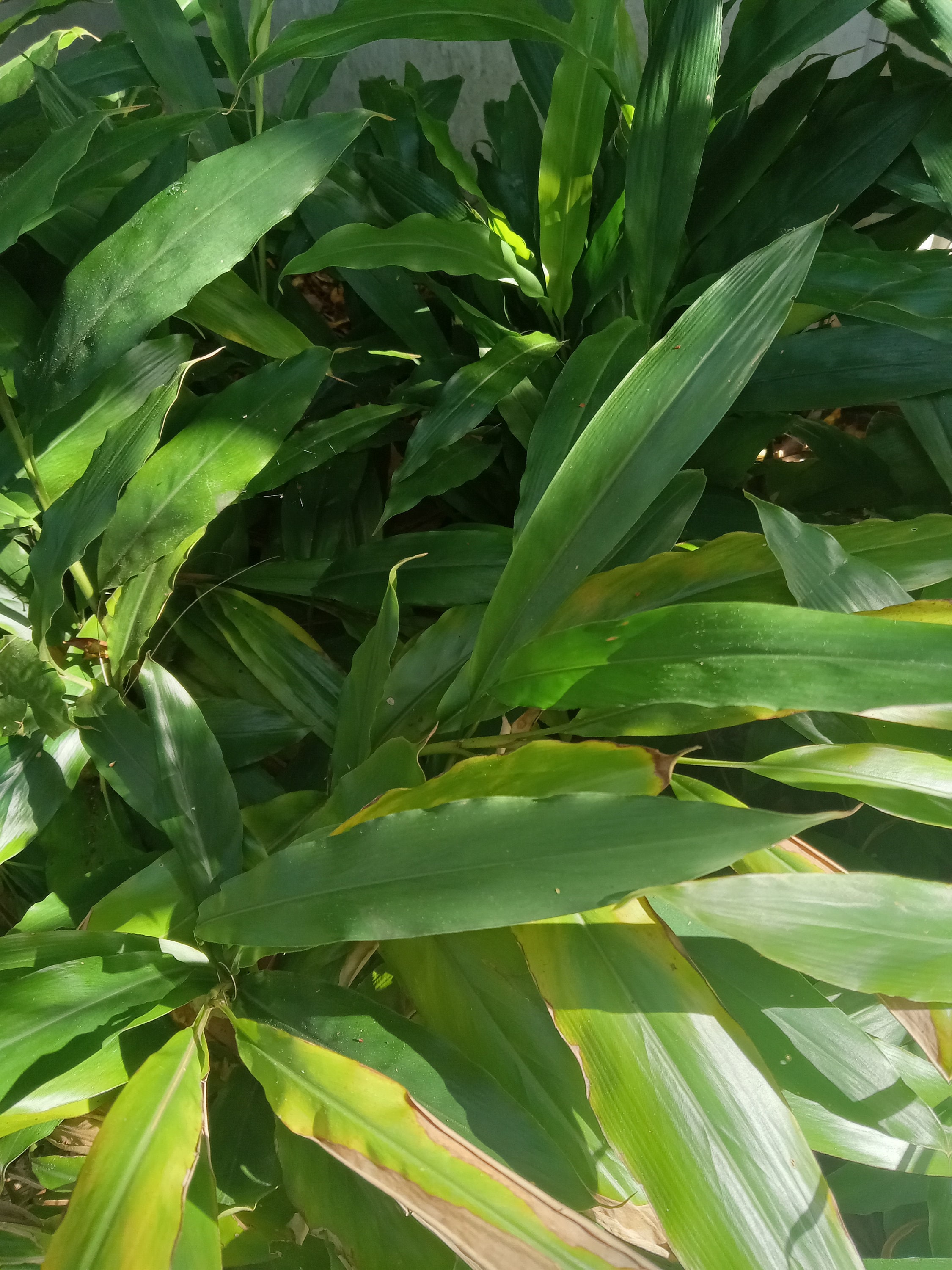 False Cardamom Ginger, 2 Rooted Plants, Alpina Nutans, Edible Garden ...