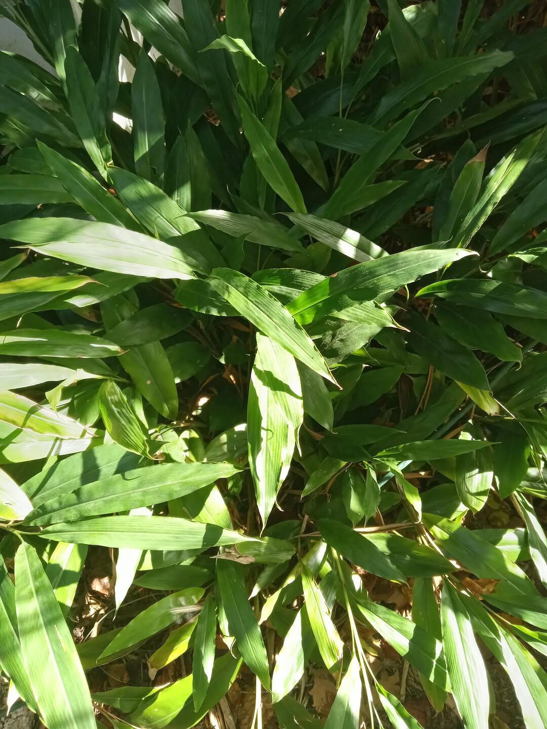 False Cardamom Ginger, 2 Rooted Plants, Alpina Nutans, Edible Garden ...