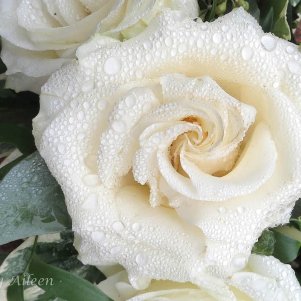 White Rose Card - Etsy