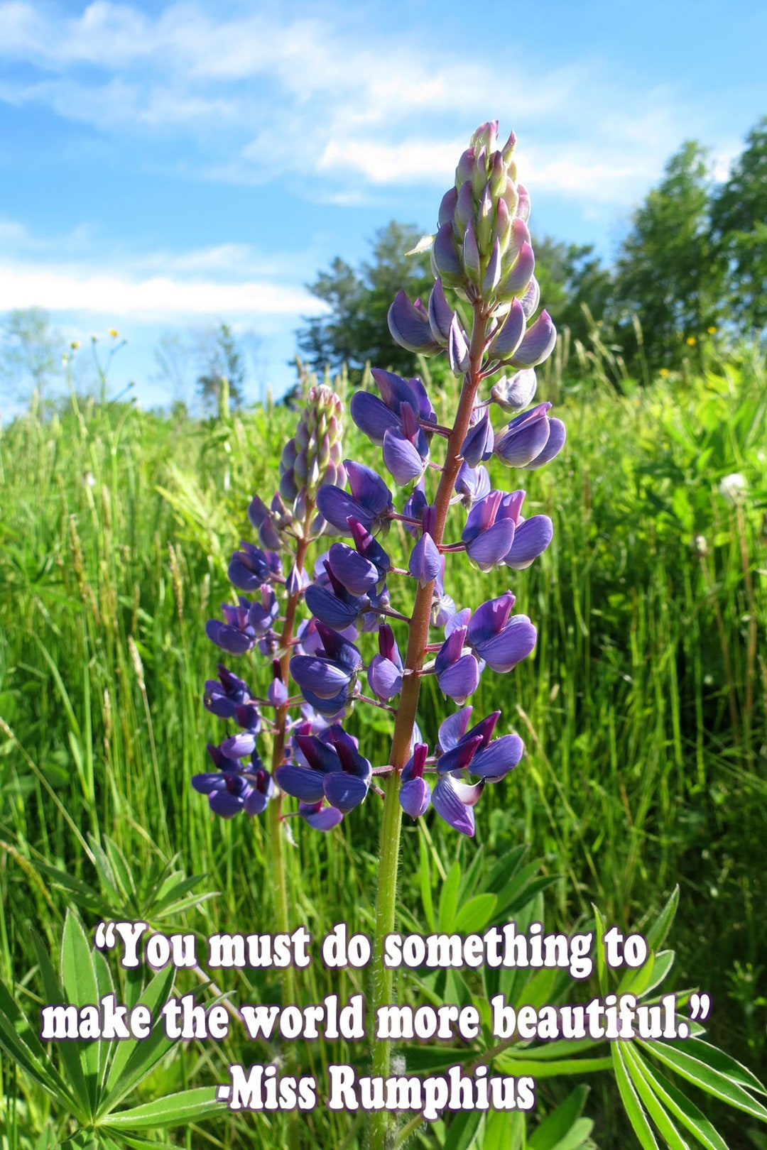 Miss Rumphius Lupine Card, Purple Lupines, Sugar Hill Lupines Card - Etsy