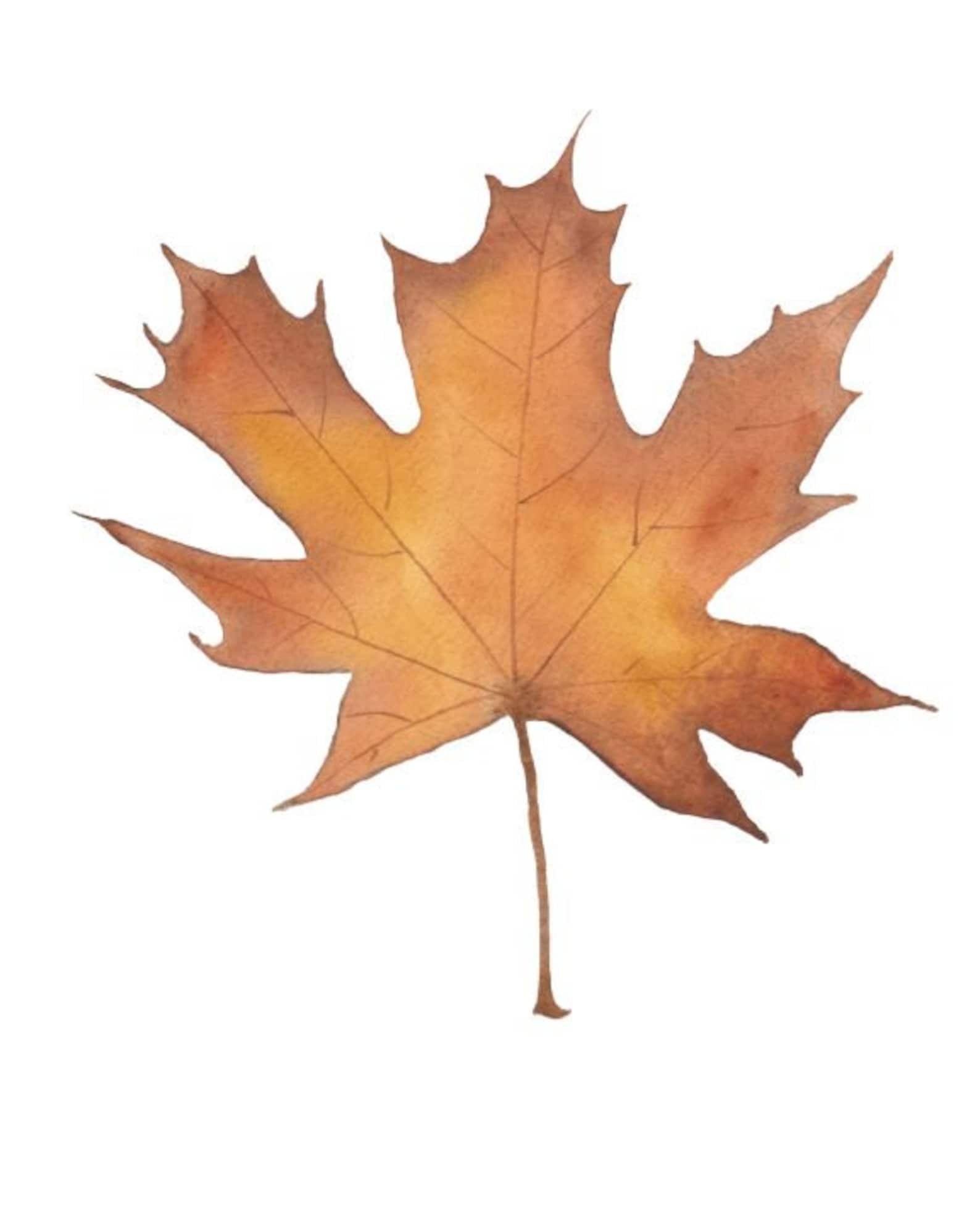 Watercolor Clipart Fall Leaves & Acorns, PNG Leaf Clip Art Instant ...